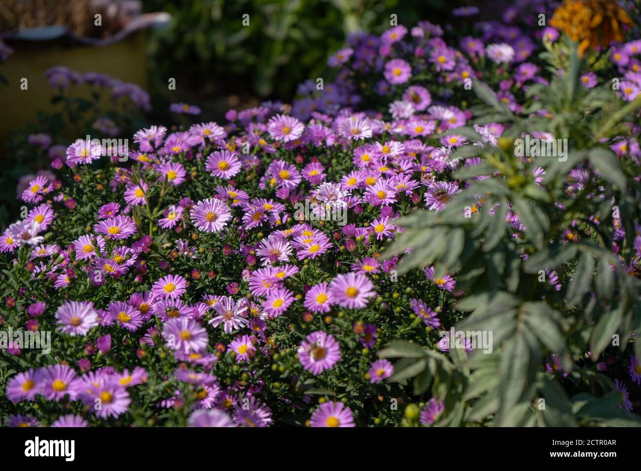 Wild asters flowers hi-res stock photography and images - Alamy