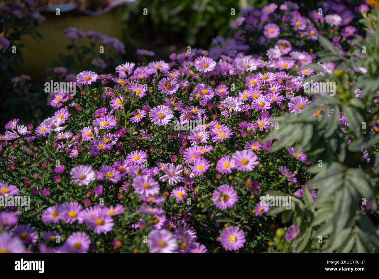 Deep purple flowers hi-res stock photography and images - Alamy