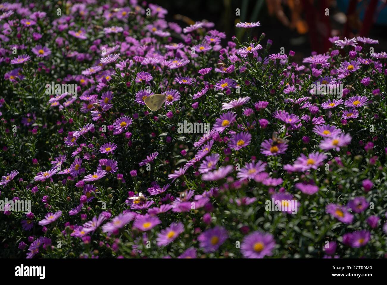 Wild asters flowers hi-res stock photography and images - Alamy