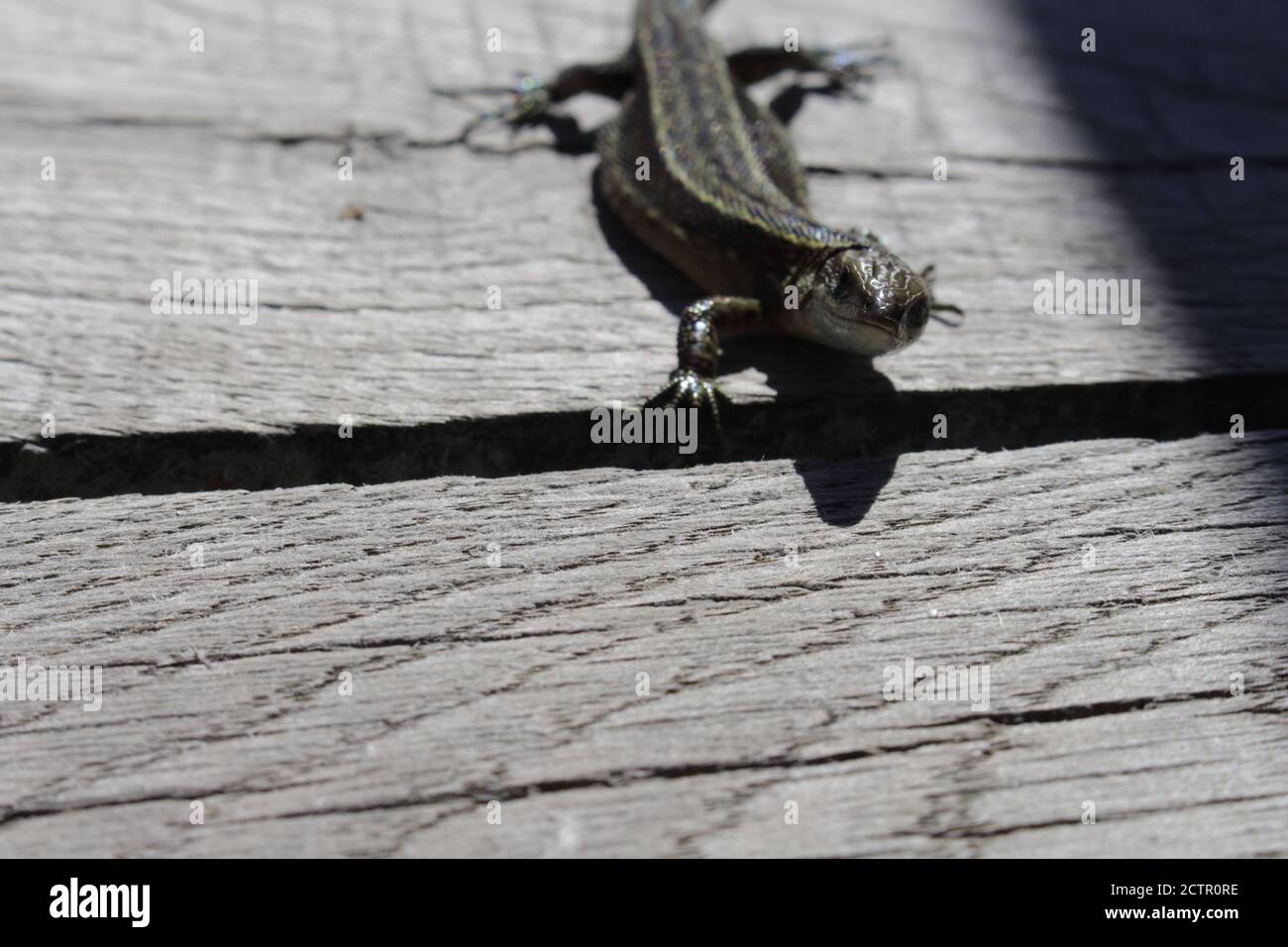 Garden Lizard. Close-up of a lizard. Macro Stock Photo - Alamy