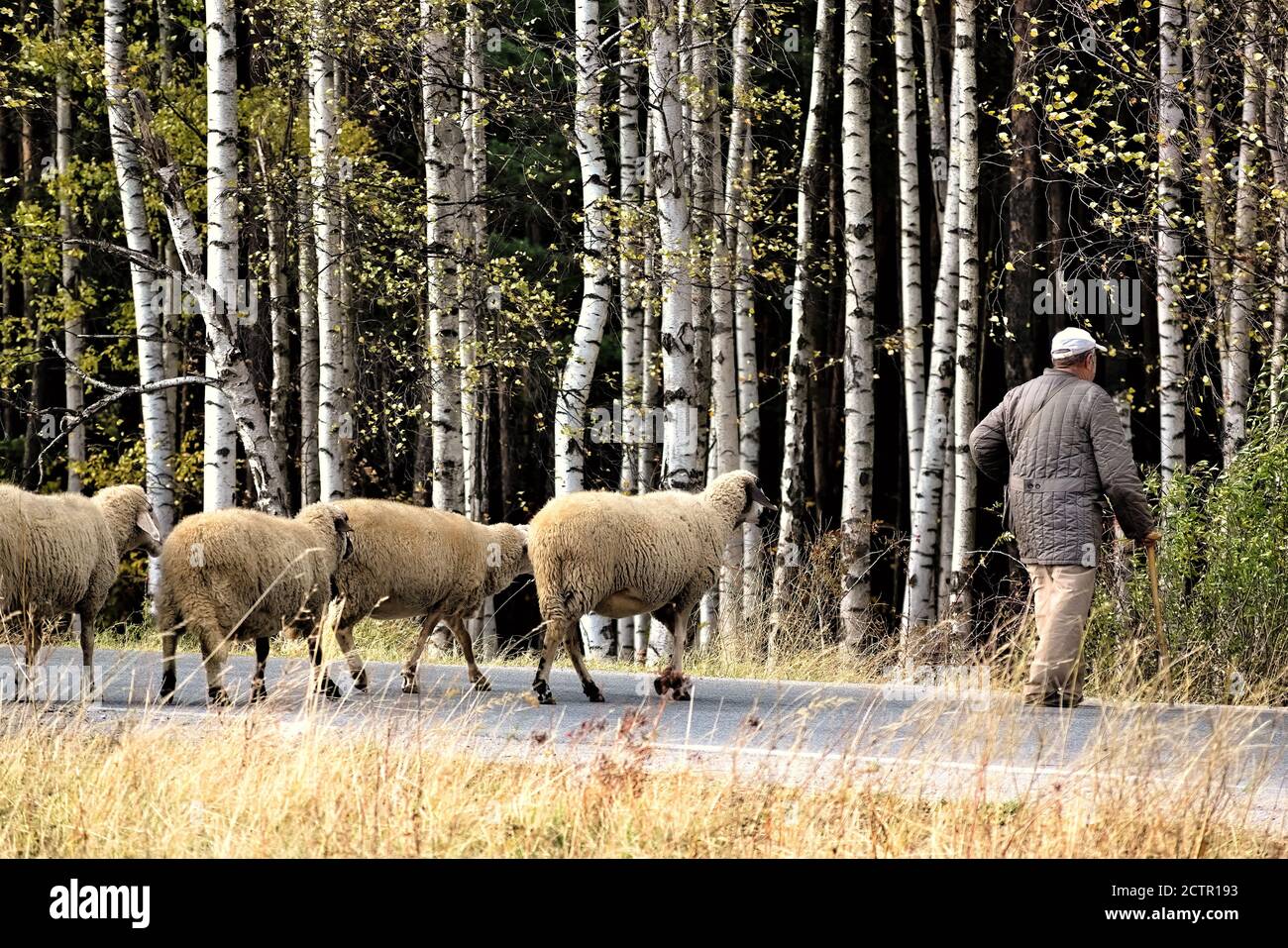 Shepherd with sheep crossing a road Stock Photo - Alamy