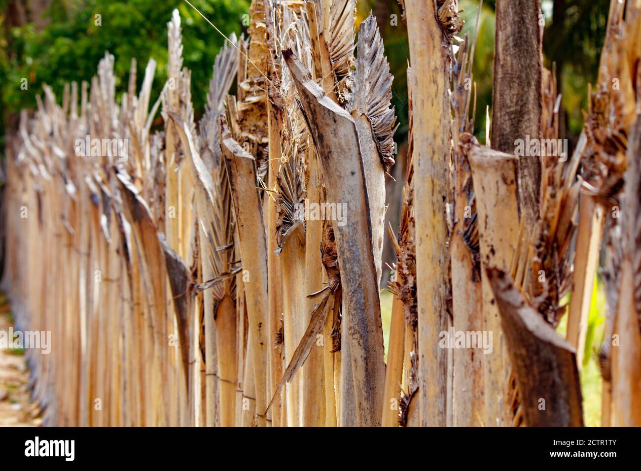 traditional Palmyra palm tree fence in Srilanka Stock Photo - Alamy