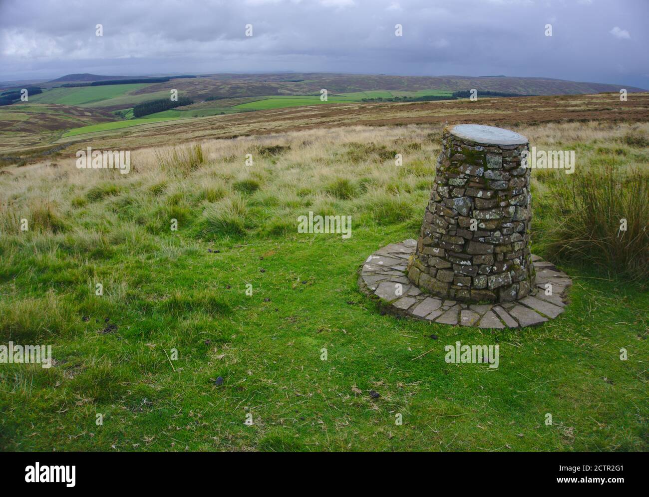 Longformacus hi-res stock photography and images - Alamy