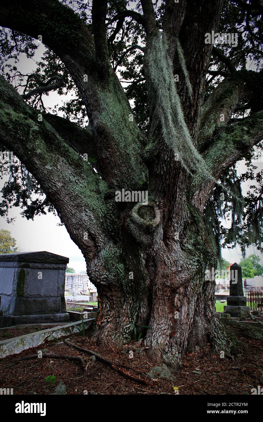 an old oak tree with Spanish moss swaying in the breeze between two ...