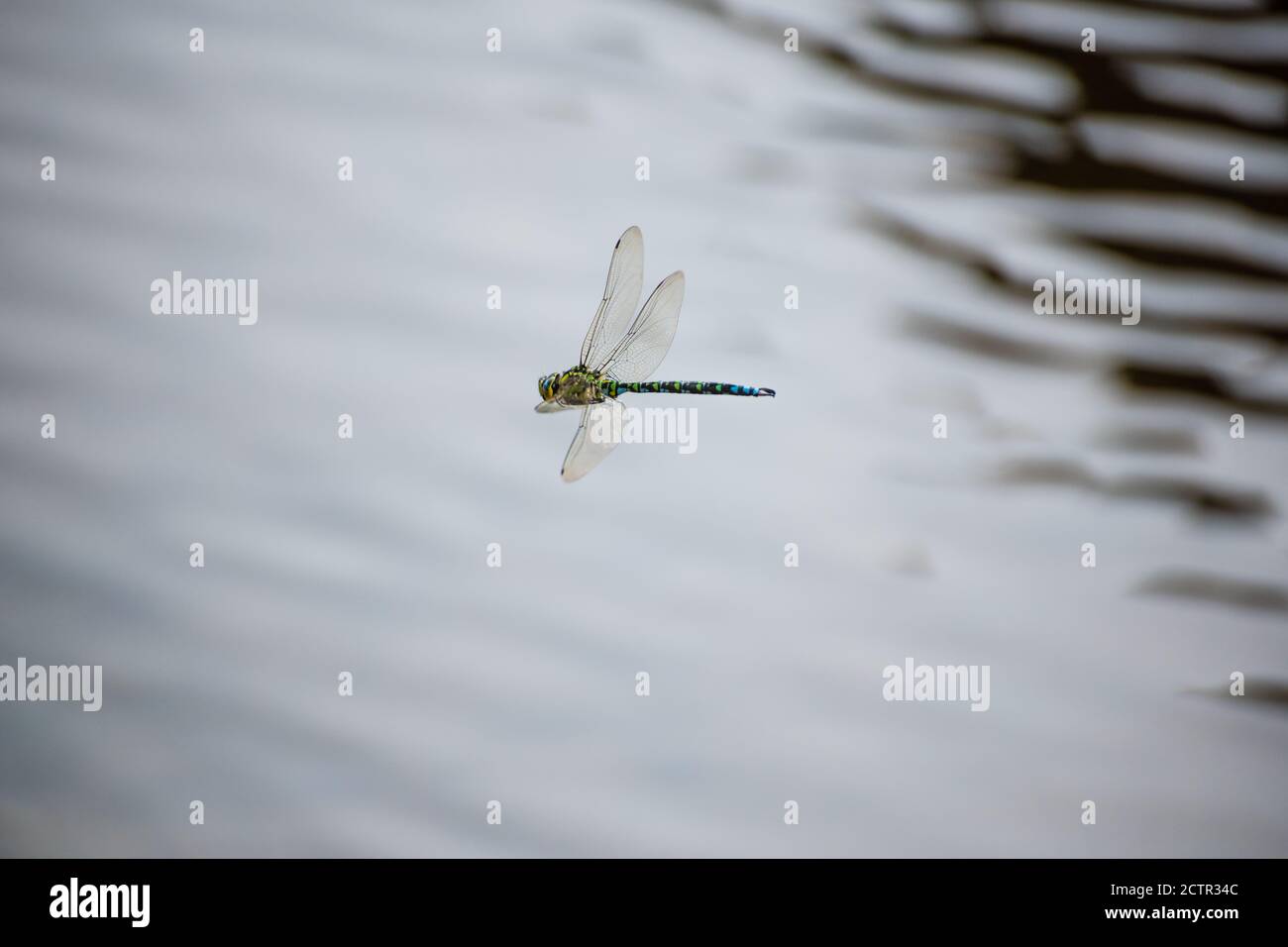 Dragonfly in flight across a pond in Cornwall UK Stock Photo - Alamy