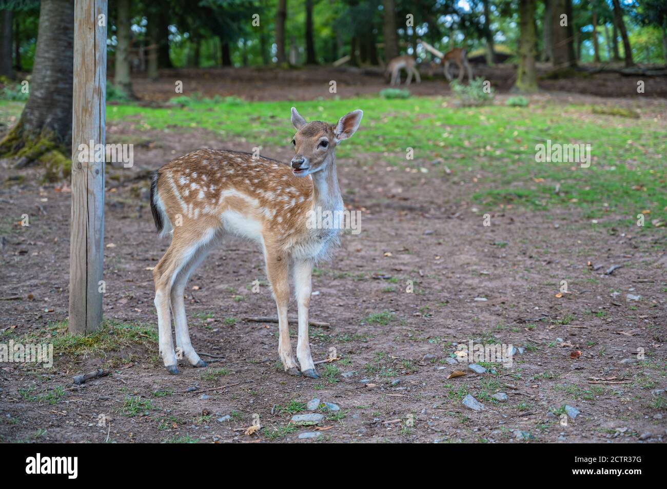 Adorable deer with dots in the park Stock Photo - Alamy