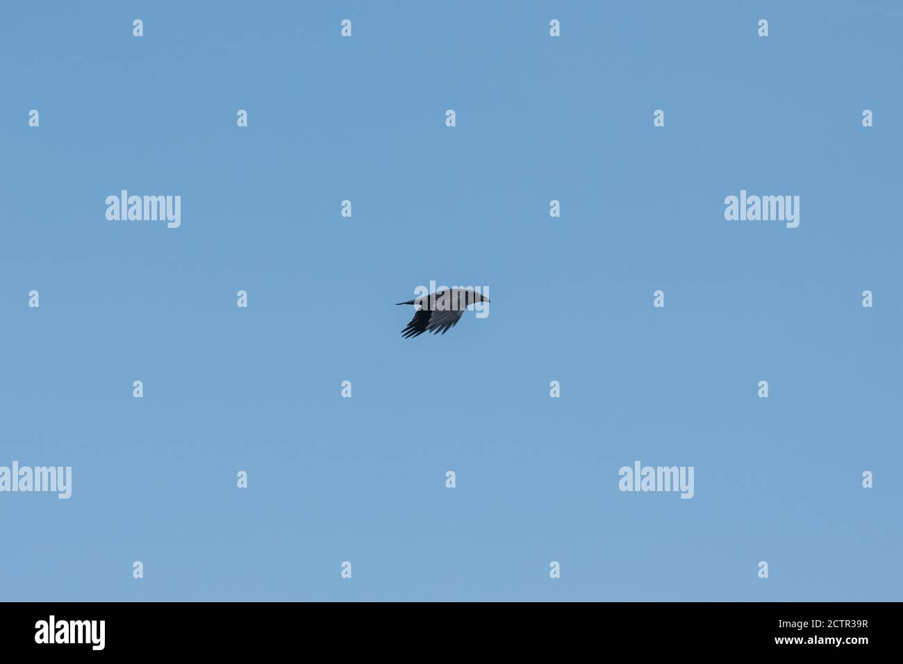 Raven in flight hi-res stock photography and images - Alamy