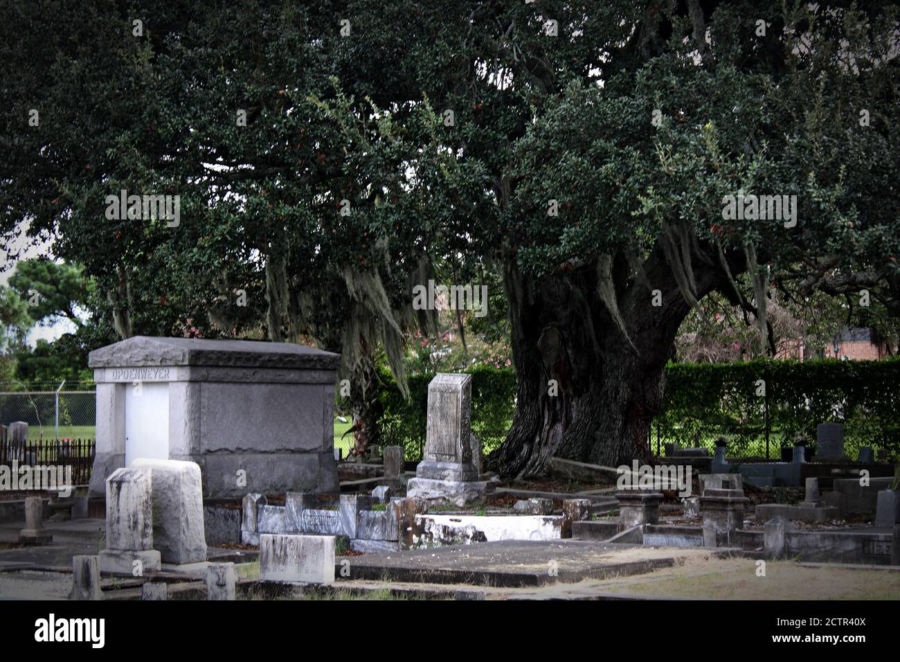 old graves and an even older oak tree with Spanish moss swaying in the ...