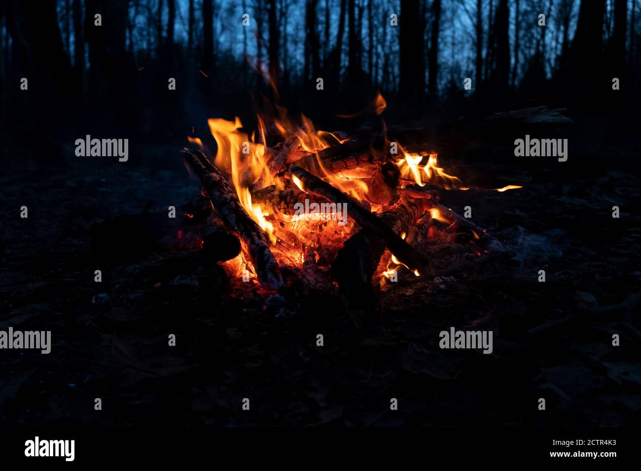 Beautiful bonfire on the background of blue night sky in the forest ...