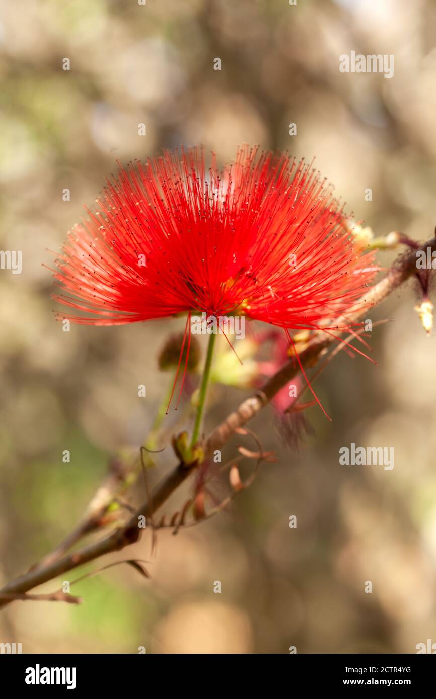 Red Calliandra Powder-puff flower - isolated alone Stock Photo - Alamy