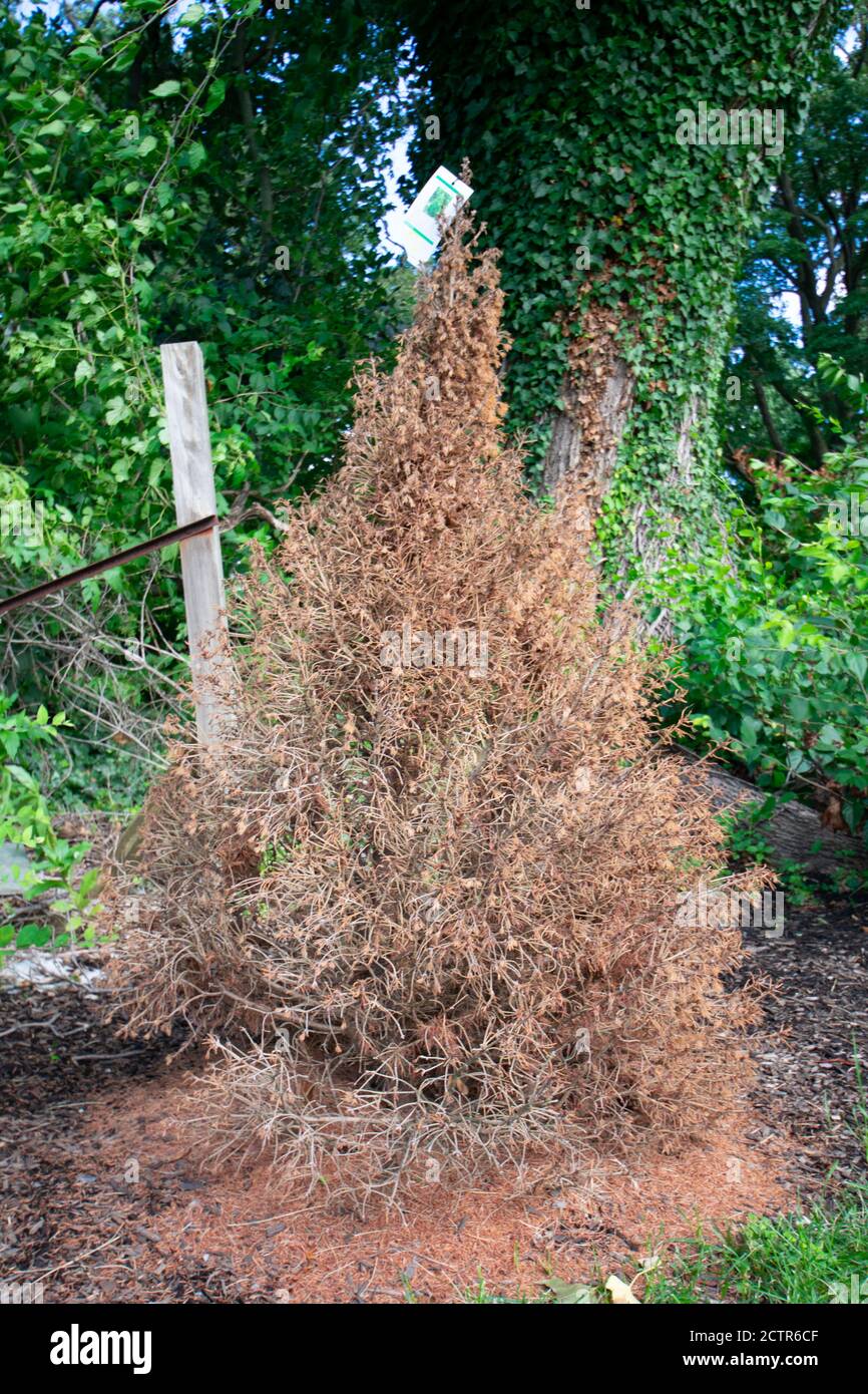 Old dead cedar tree hi-res stock photography and images - Alamy
