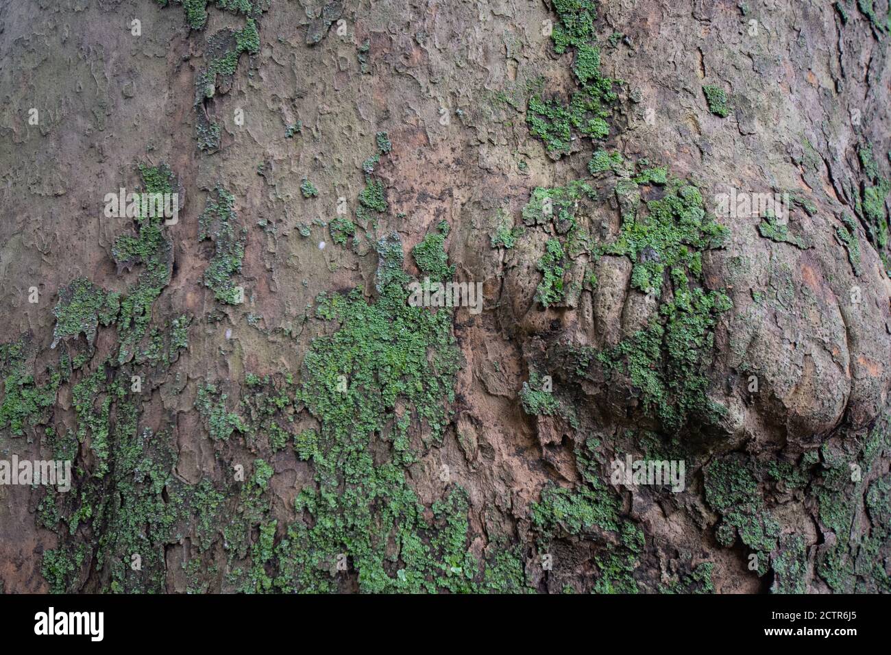 A Tree With a Lump Covered in Lichen and Moss Stock Photo - Alamy