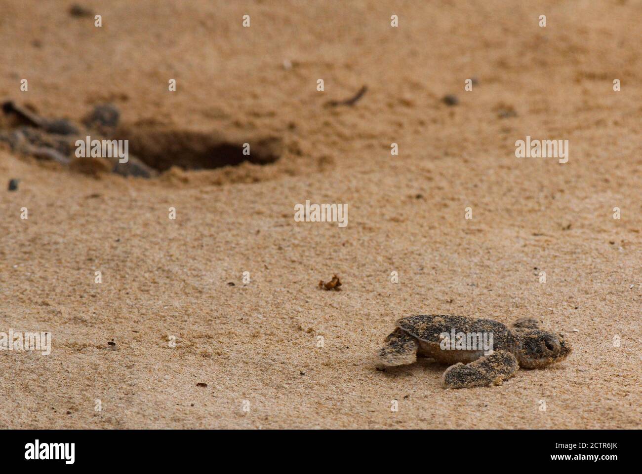 Loggerhead baby sea turtles hatching in a turtle farm in Sri Lanka ...