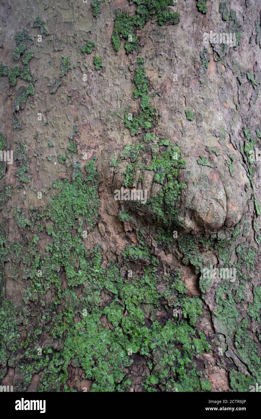 A Tree With a Lump Covered in Lichen and Moss Stock Photo - Alamy