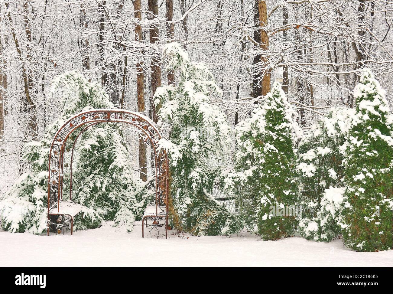 Winter snow scene of a garden arbor surrounded by evergreen conifers ...