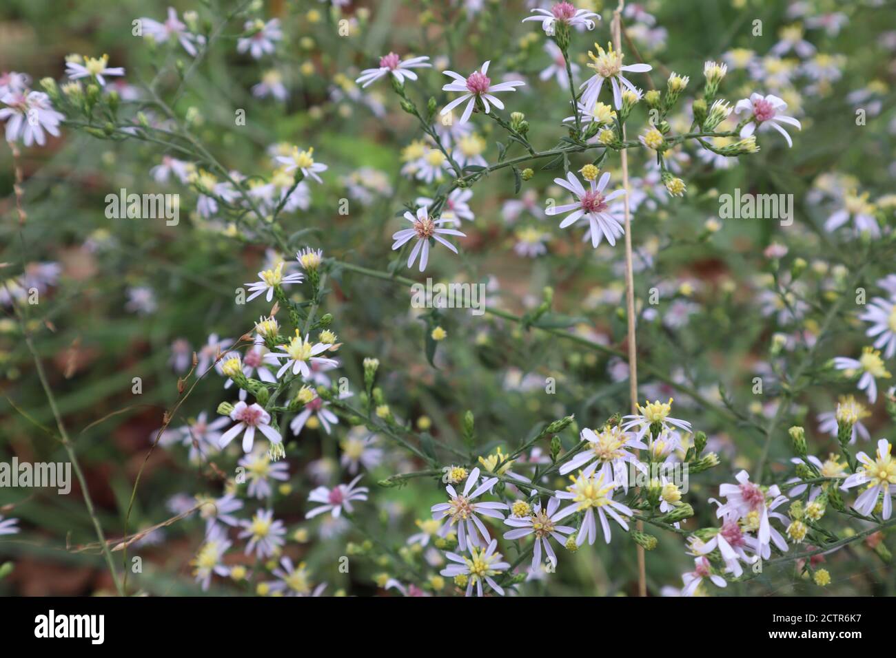 The delicate flowers of the White wood aster plant bloom in a mountain ...