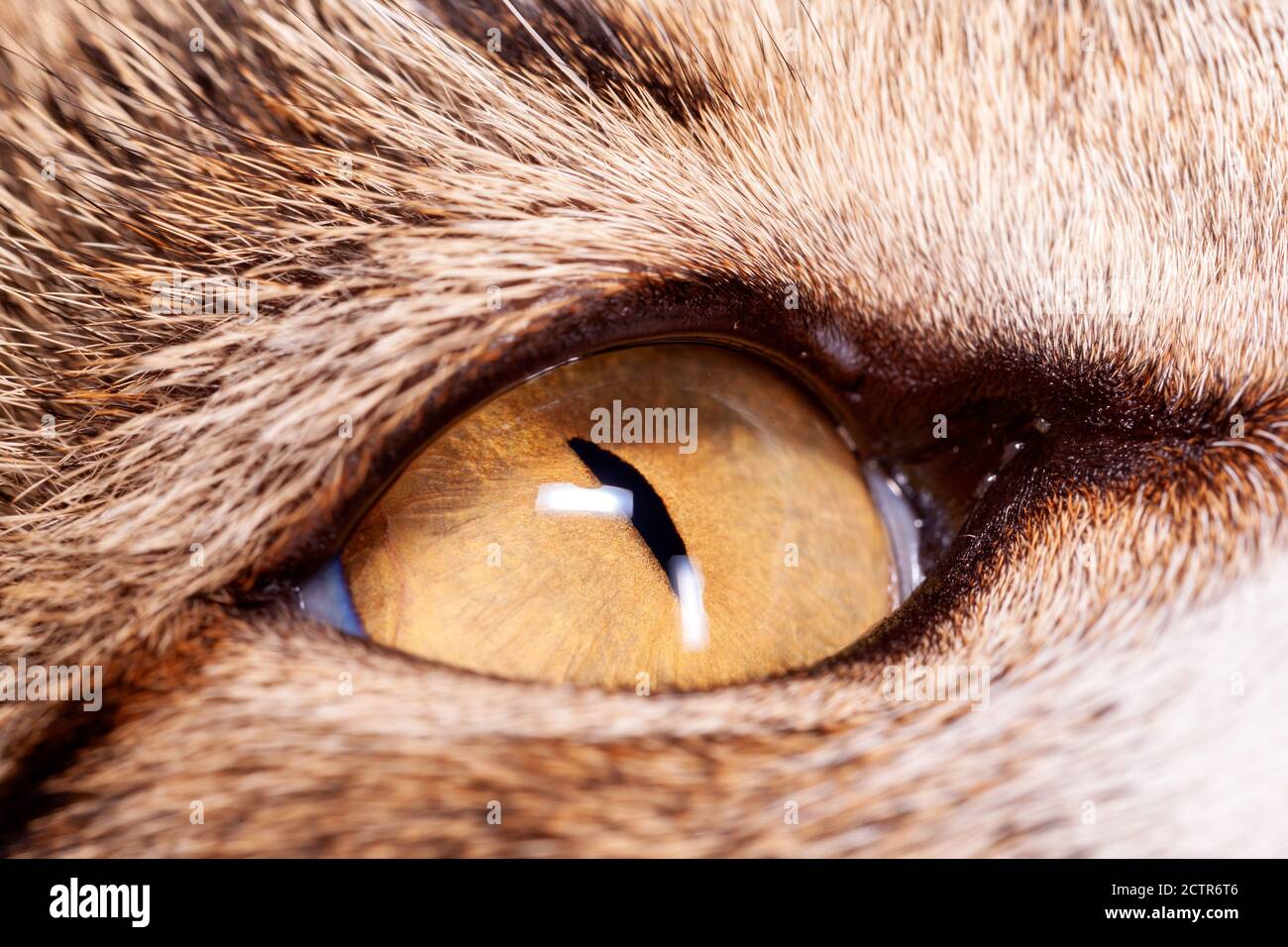 Cat eye high close magnification Stock Photo - Alamy