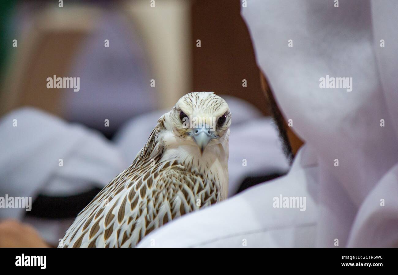 Background image of a arab guy holding his falcon during a falcon show ...