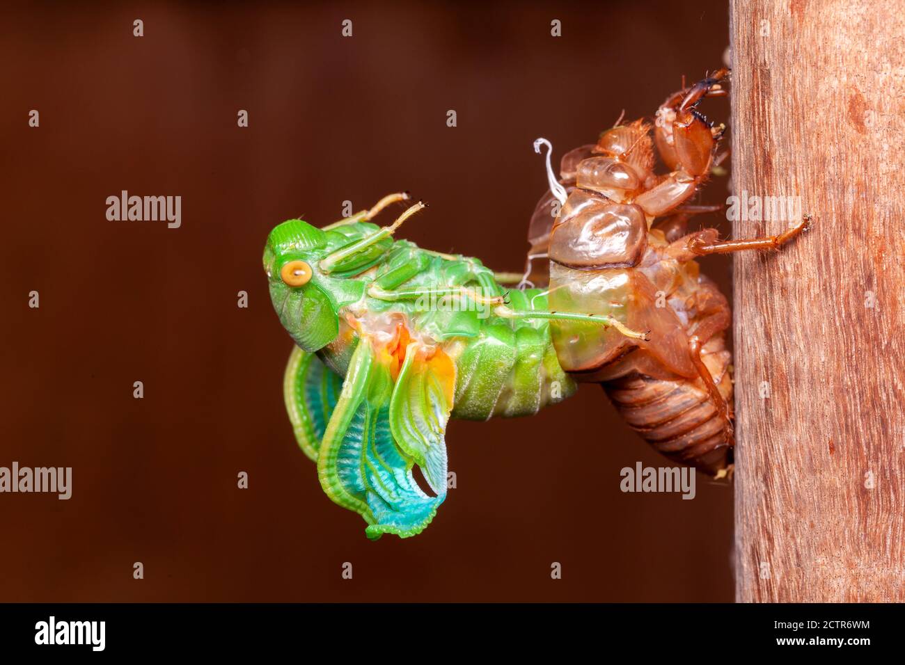 Cicada molting exuvia emerging shell Stock Photo - Alamy