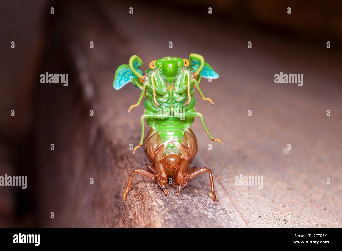 Cicada molting exuvia emerging shell Stock Photo - Alamy