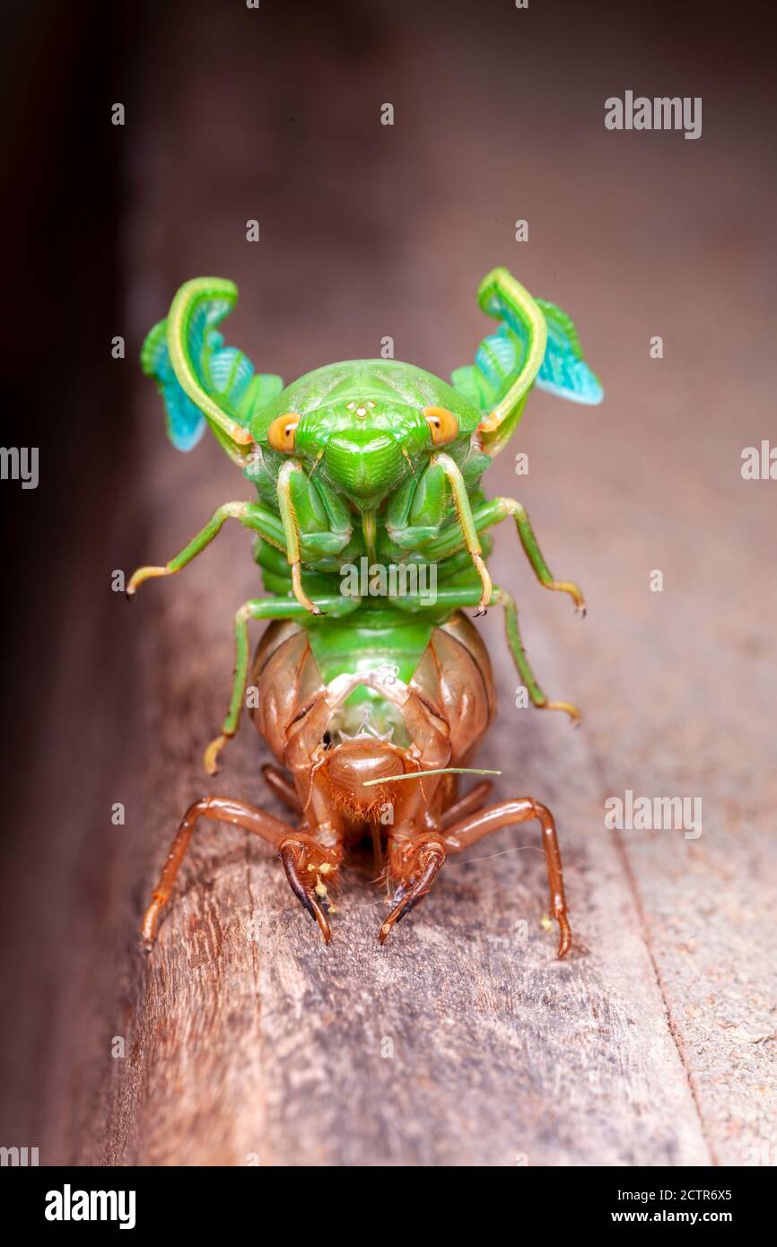 Cicada molting exuvia emerging shell Stock Photo - Alamy