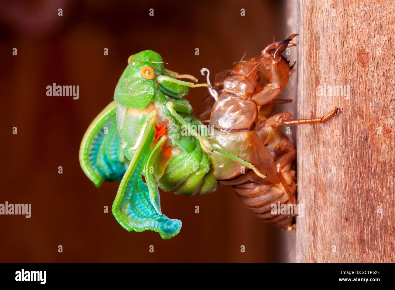 Cicada molting exuvia emerging shell Stock Photo - Alamy