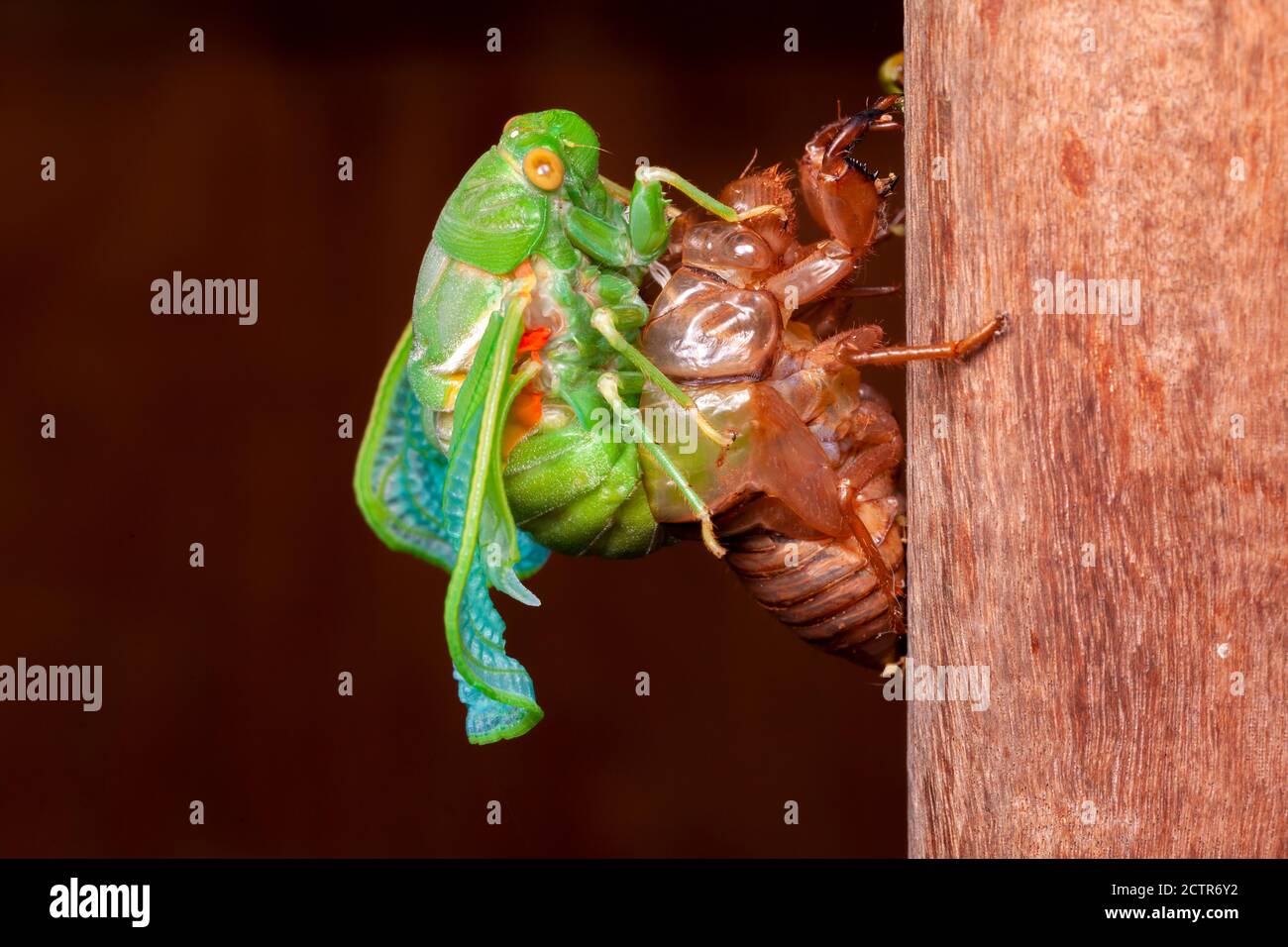Cicada molting exuvia emerging shell Stock Photo - Alamy