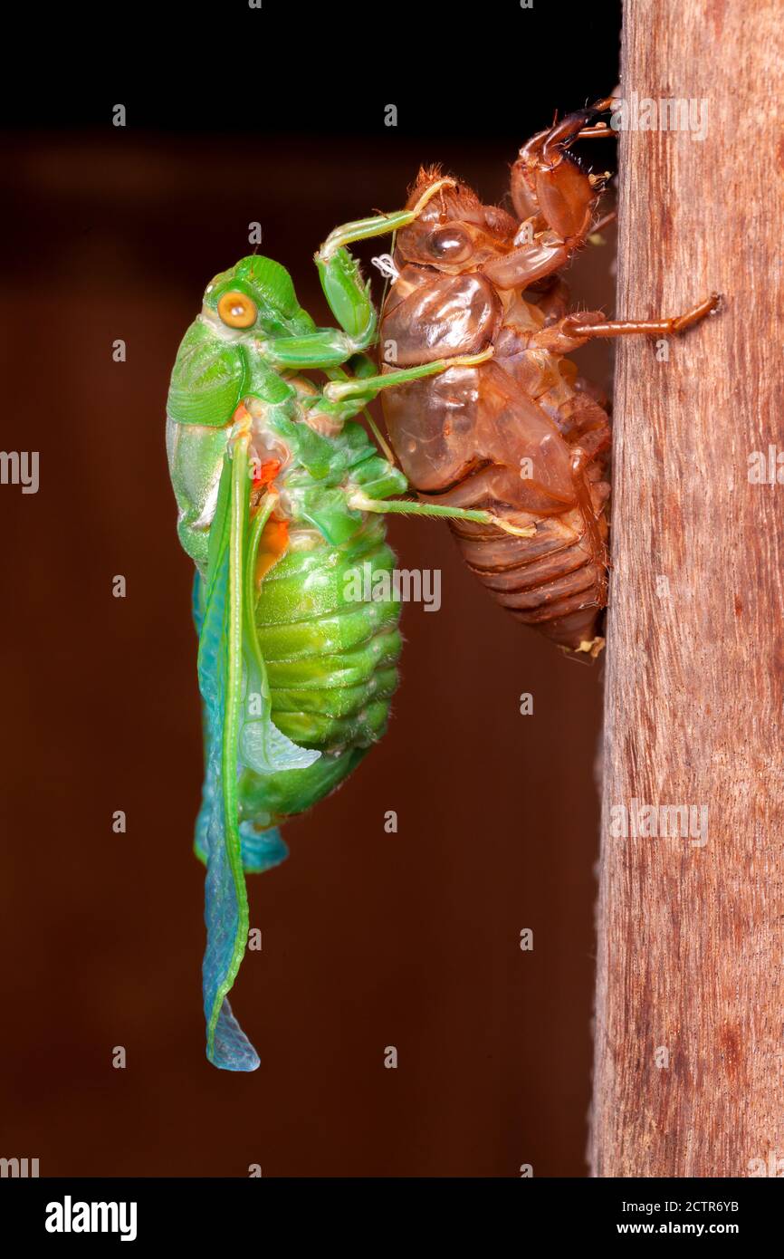 Cicada molting exuvia emerging shell Stock Photo - Alamy