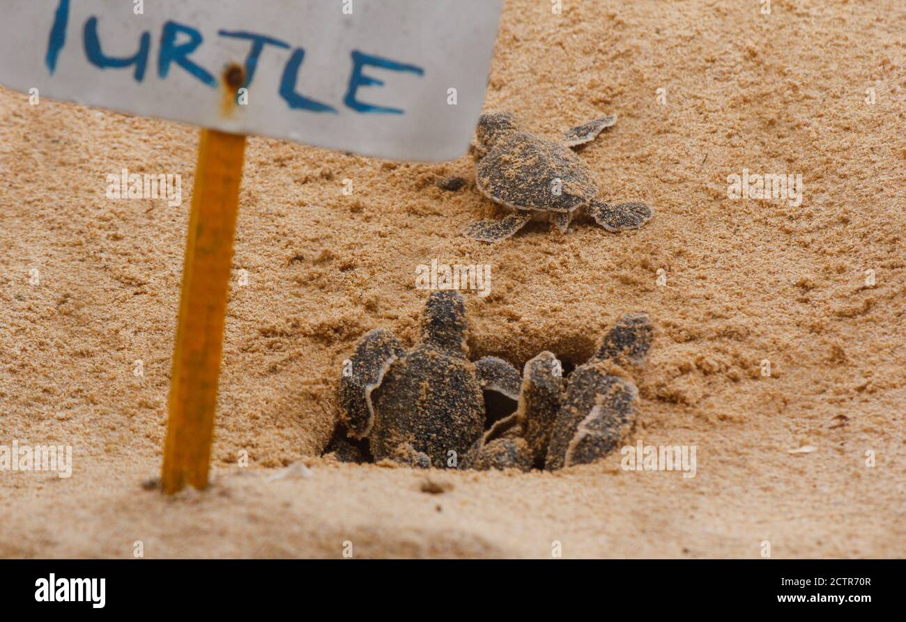 Loggerhead baby sea turtles hatching in a turtle farm in Sri Lanka ...