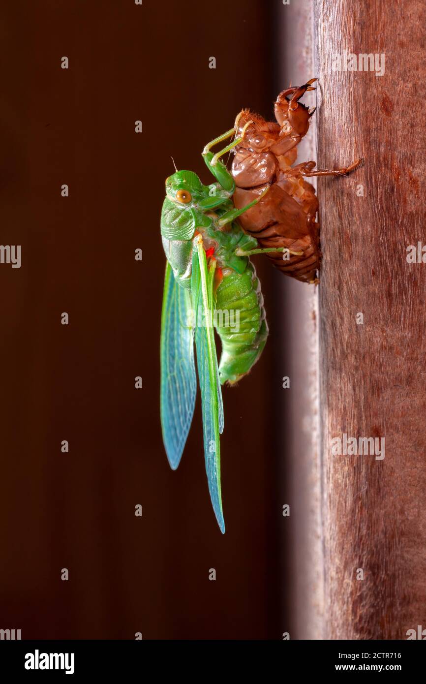 Cicada molting exuvia emerging shell Stock Photo - Alamy
