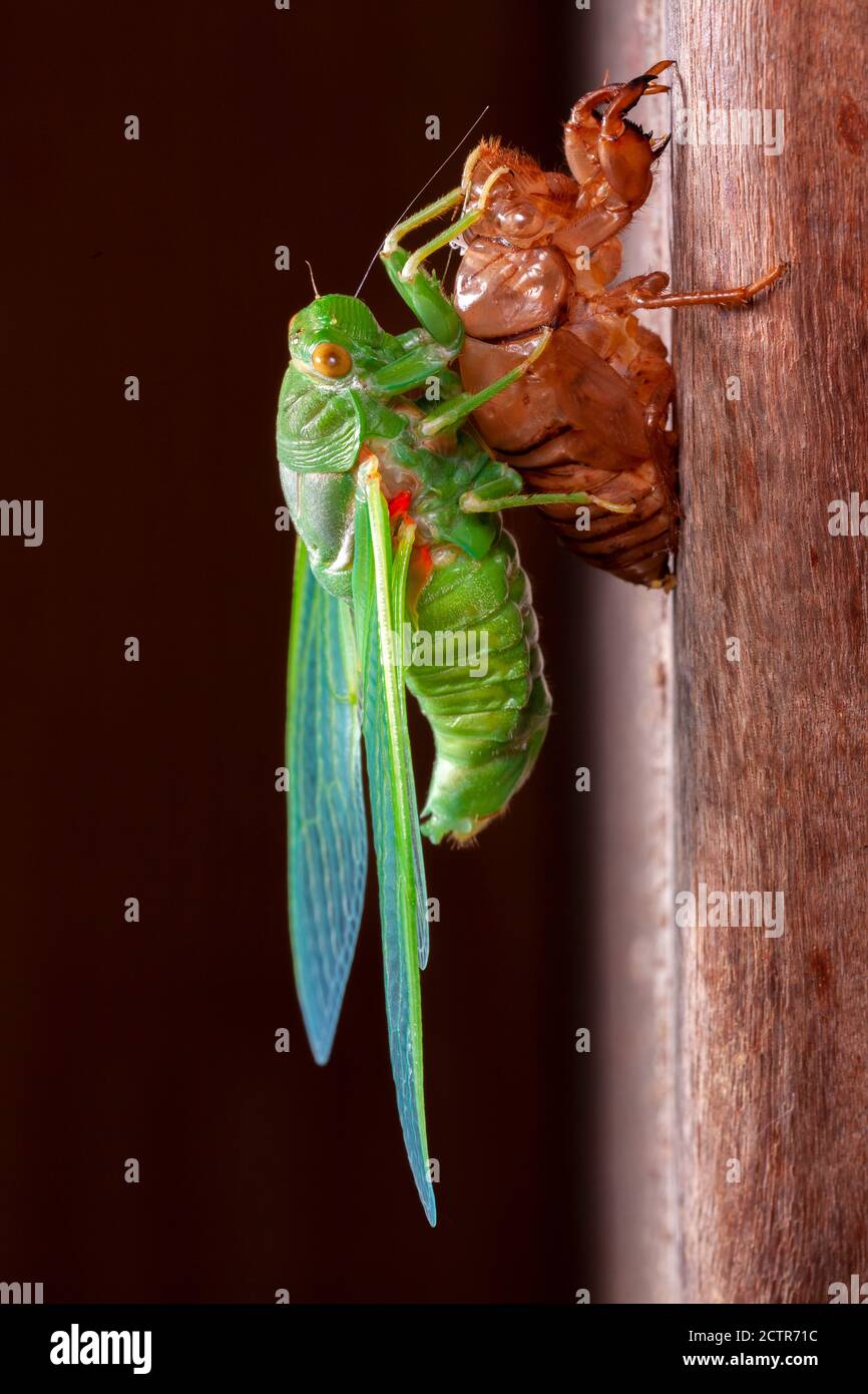 Cicada molting exuvia emerging shell Stock Photo - Alamy