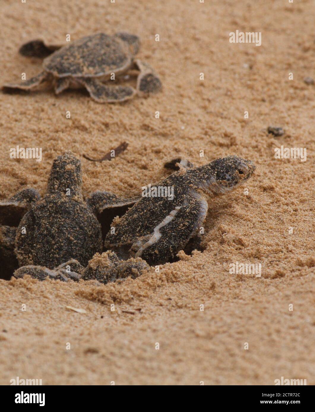 Baby Loggerhead Turtle