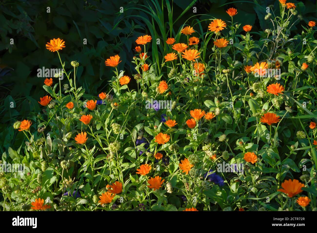 Calendula plant hi-res stock photography and images - Alamy