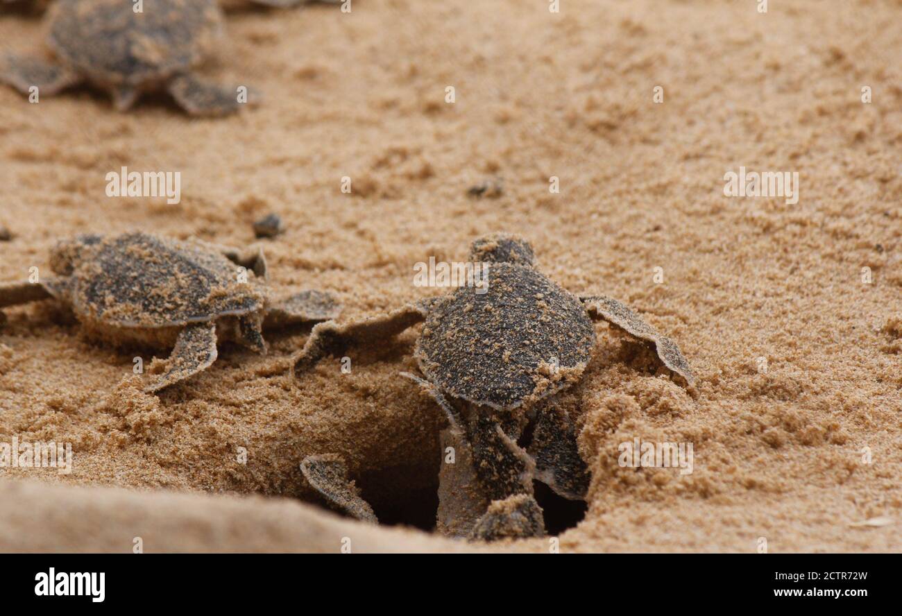 Loggerhead baby sea turtles hatching in a turtle farm in Sri Lanka ...