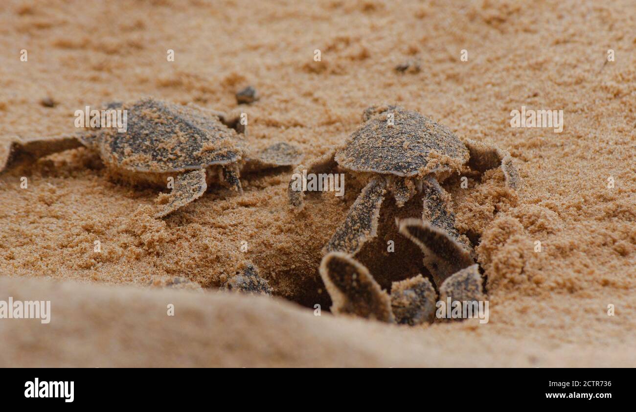 Loggerhead baby sea turtles hatching in a turtle farm in Sri Lanka ...