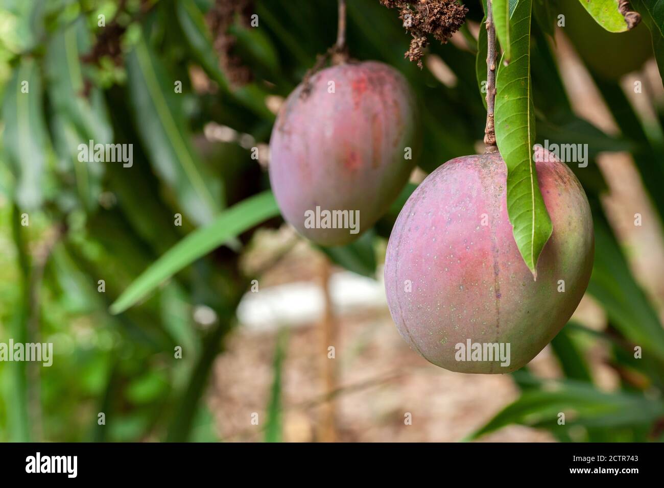 Ripe Mango fruits on tree ready to harvest Stock Photo - Alamy