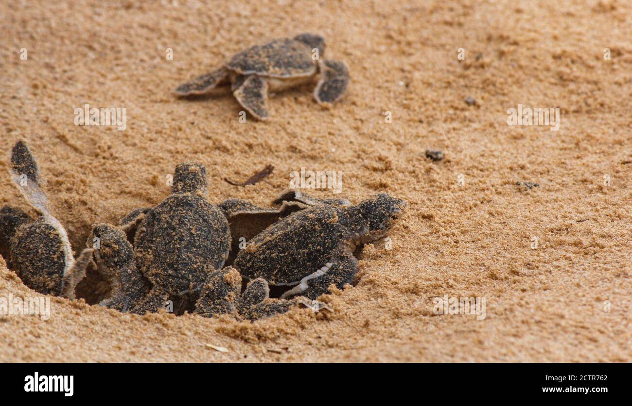 Loggerhead baby sea turtles hatching in a turtle farm in Sri Lanka ...