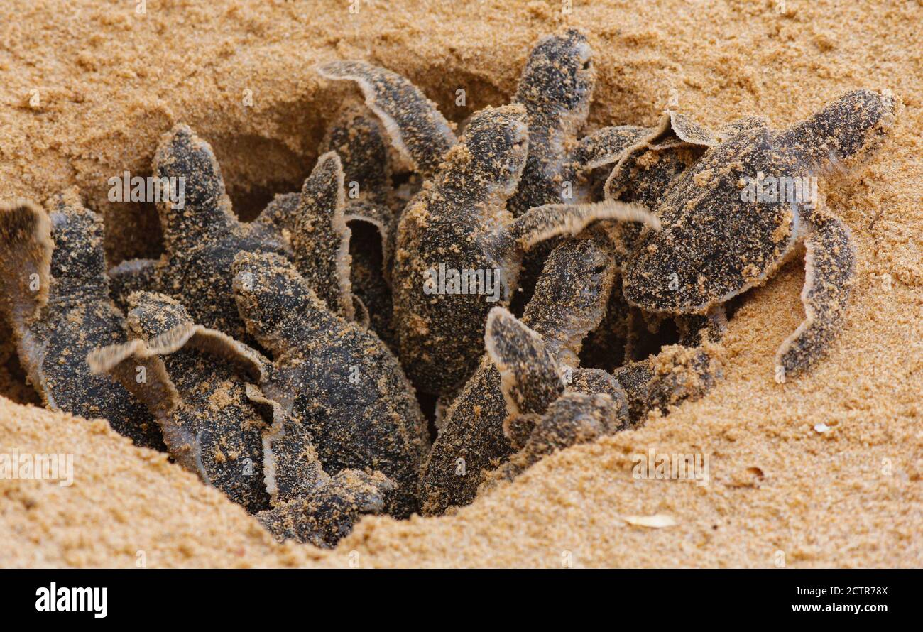 Loggerhead turtles sanctuary hi-res stock photography and images - Alamy