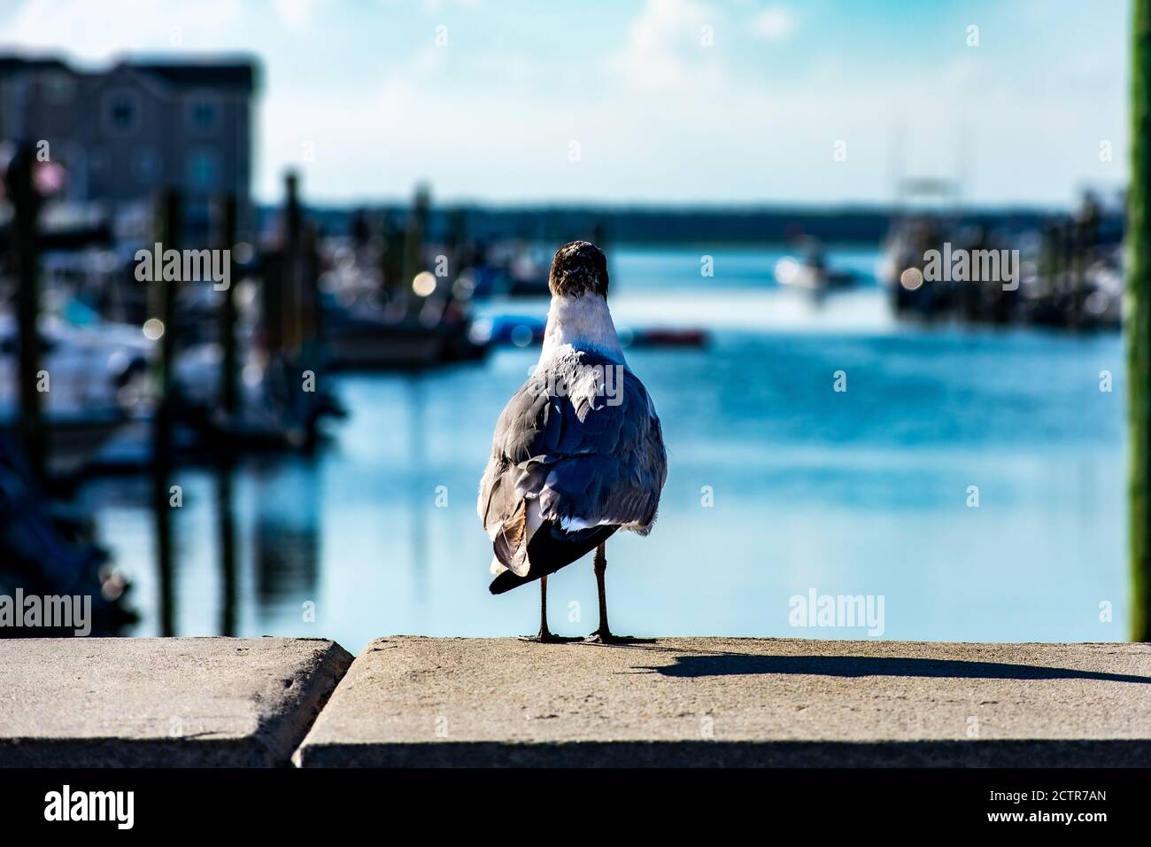 The Back of a Seagull Looking Off in the Distance Next to a Canal on ...