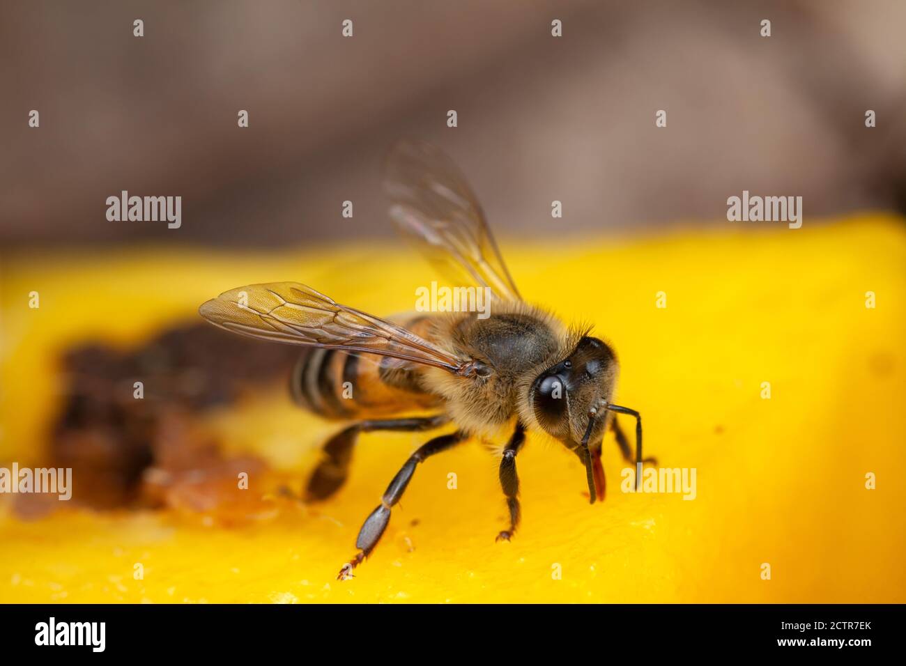 Honey Bee Apis mellifera eating on nature high magnification Stock ...