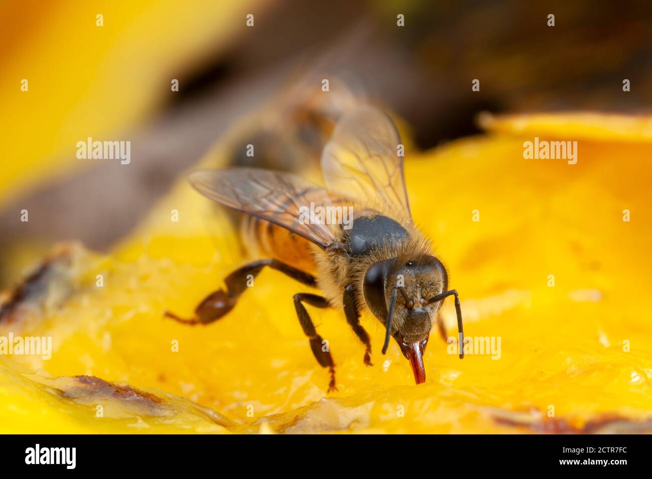 Honey Bee Apis mellifera eating on nature high magnification Stock ...
