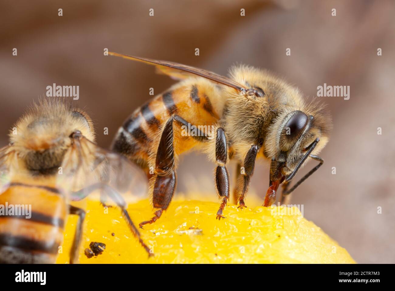 Honey Bee Apis mellifera eating on nature high magnification Stock ...