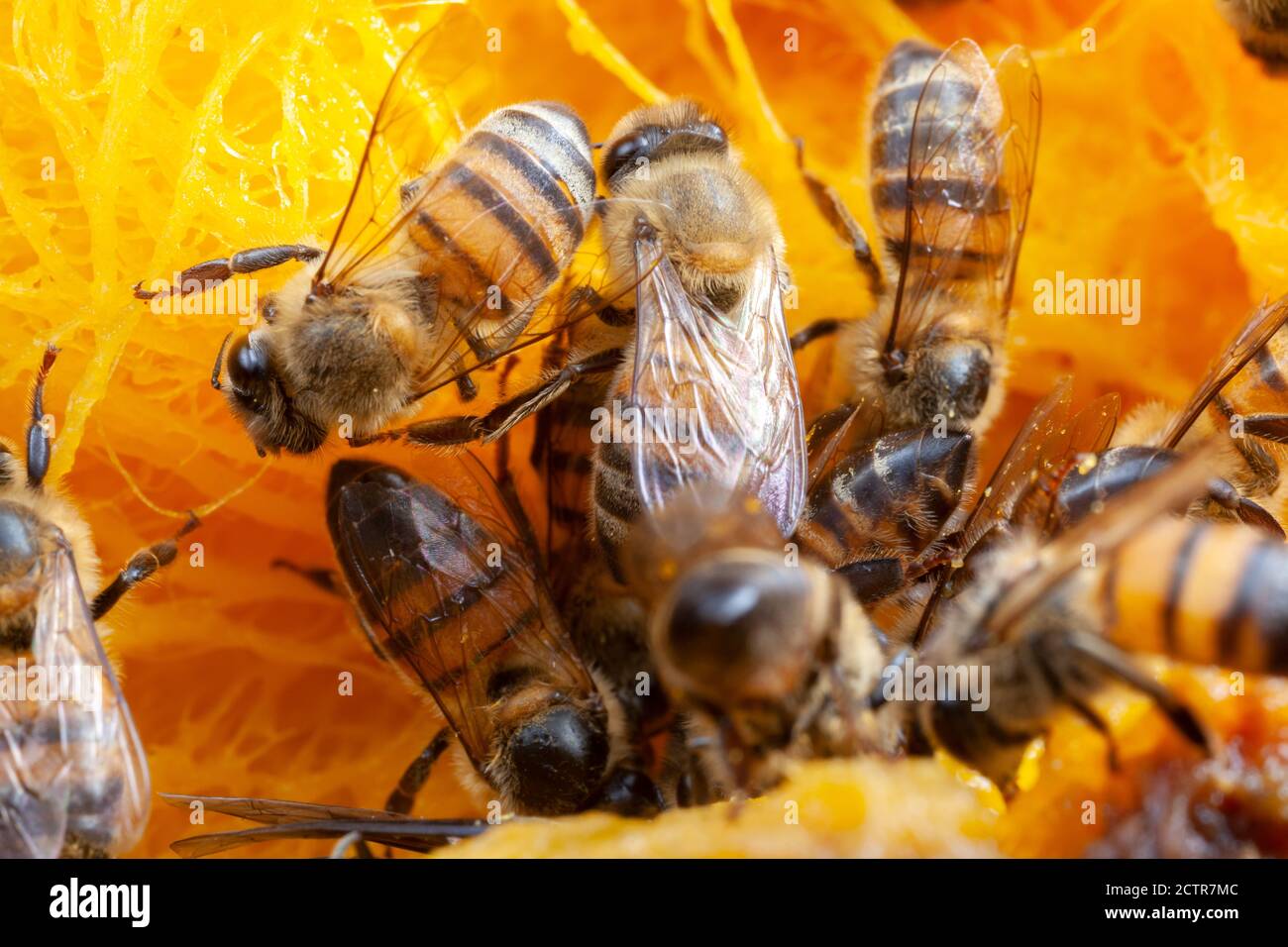 Honey Bee Apis mellifera eating on nature high magnification Stock ...