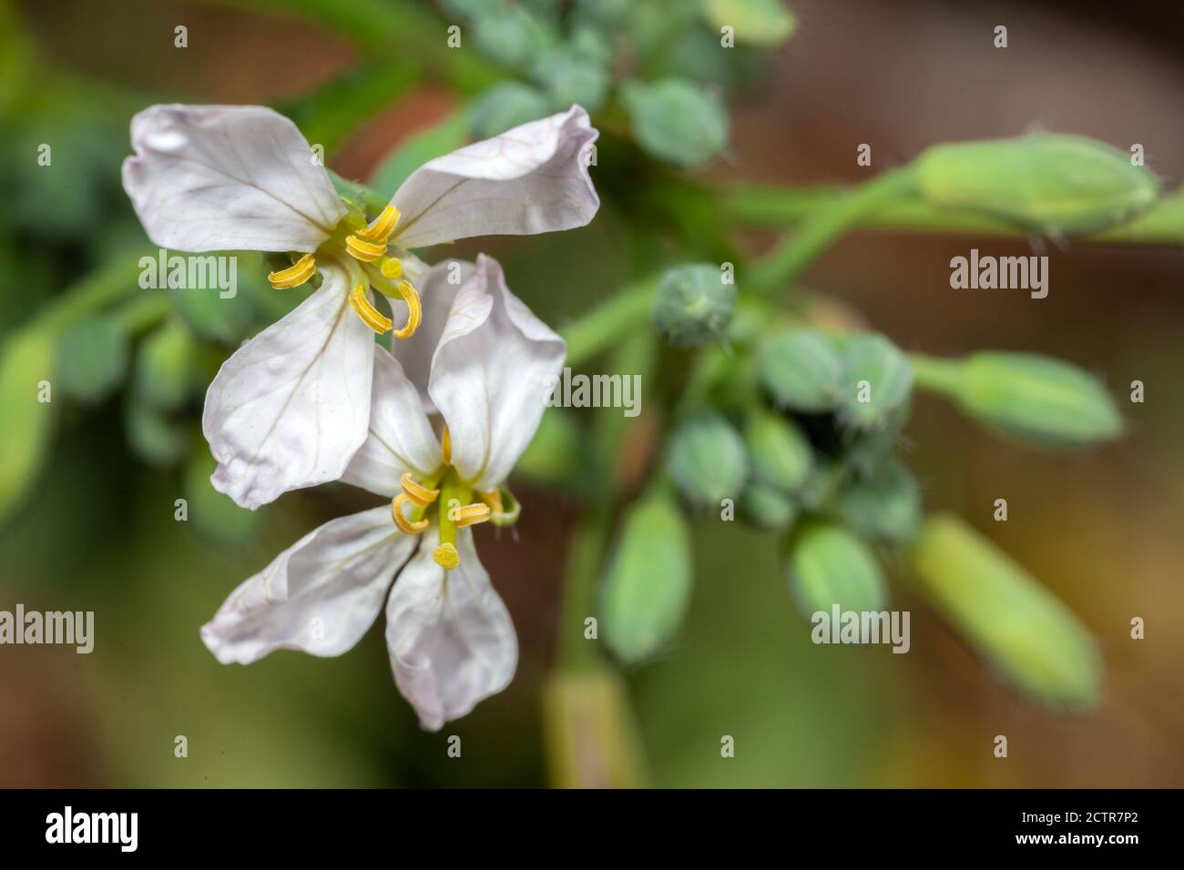 Radish flowers plant unusual Stock Photo - Alamy