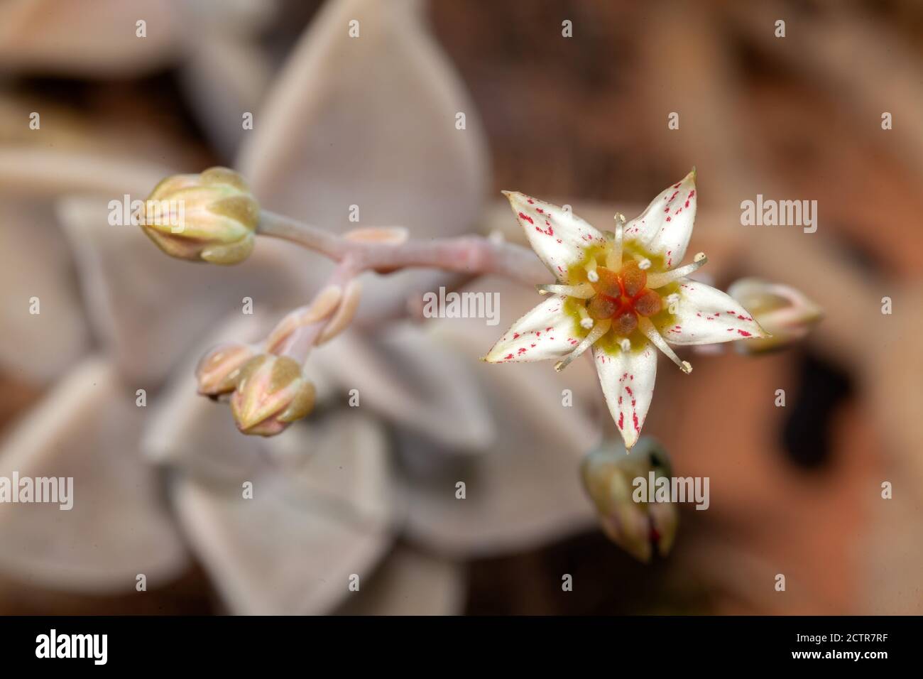 Succulent flower ornamental plant high details Stock Photo - Alamy