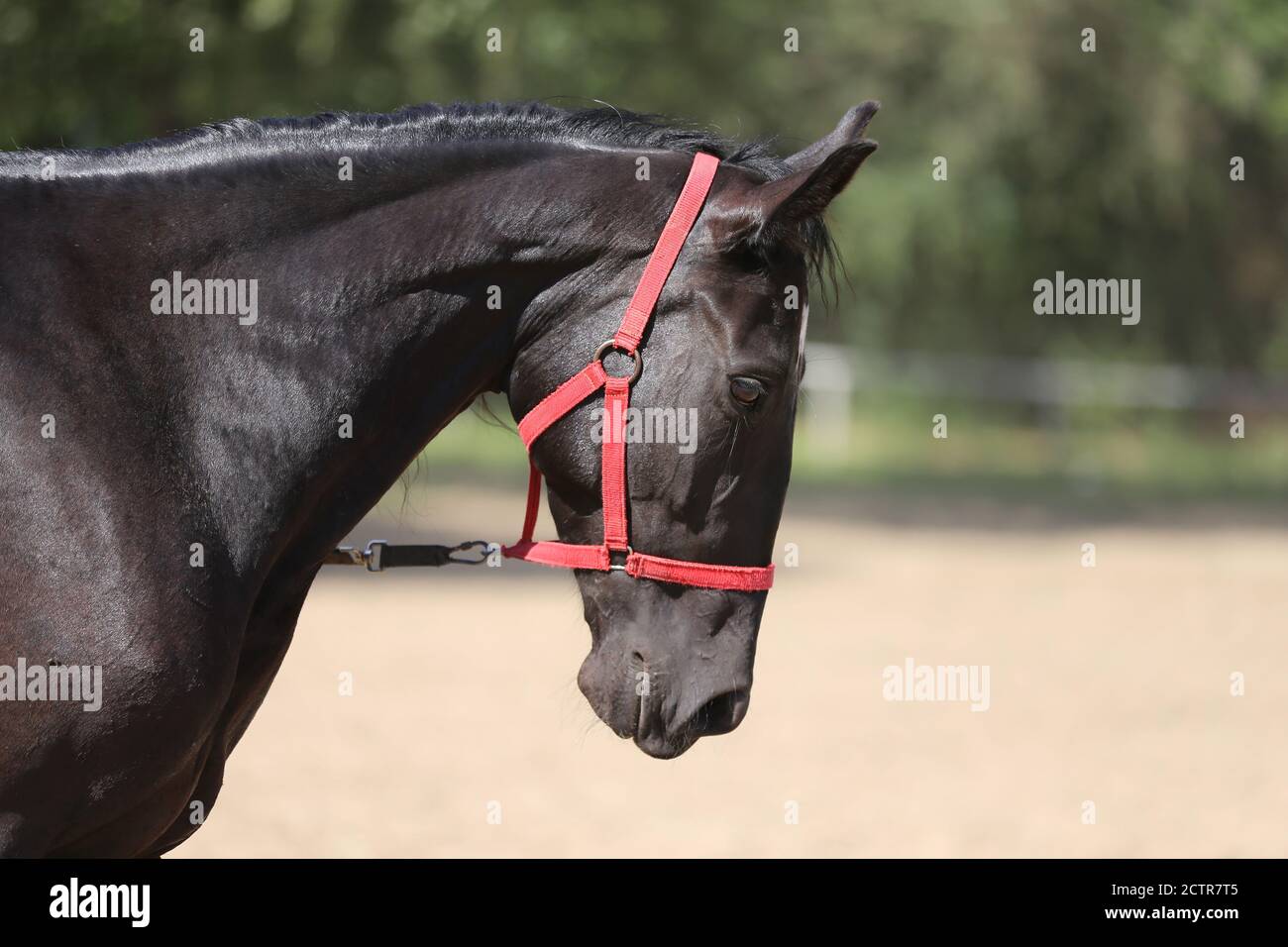Closeup of young purebred black colored saddle horse Stock Photo - Alamy