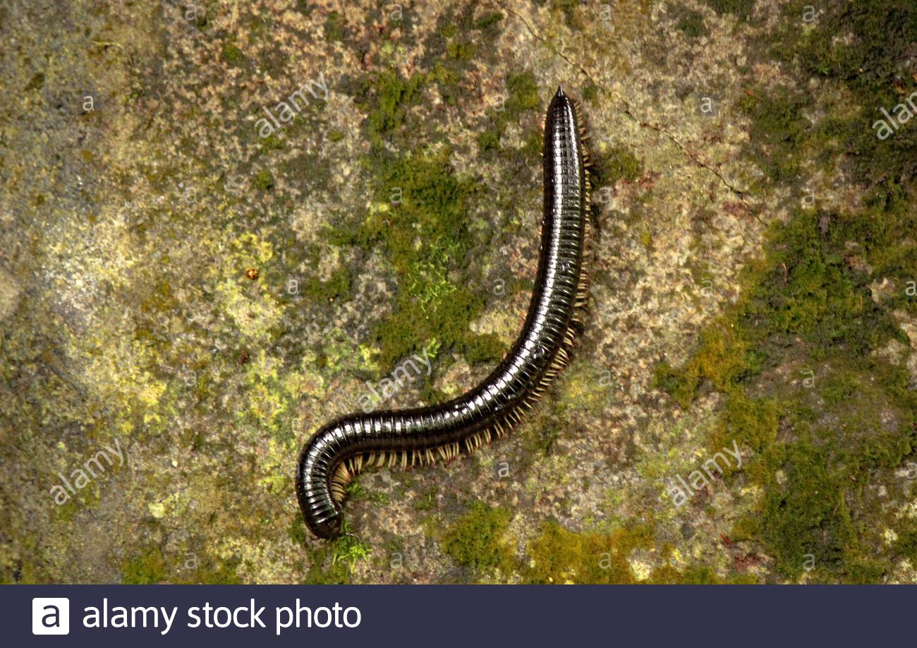 African Eating Caterpillar High Resolution Stock Photography and Images ...