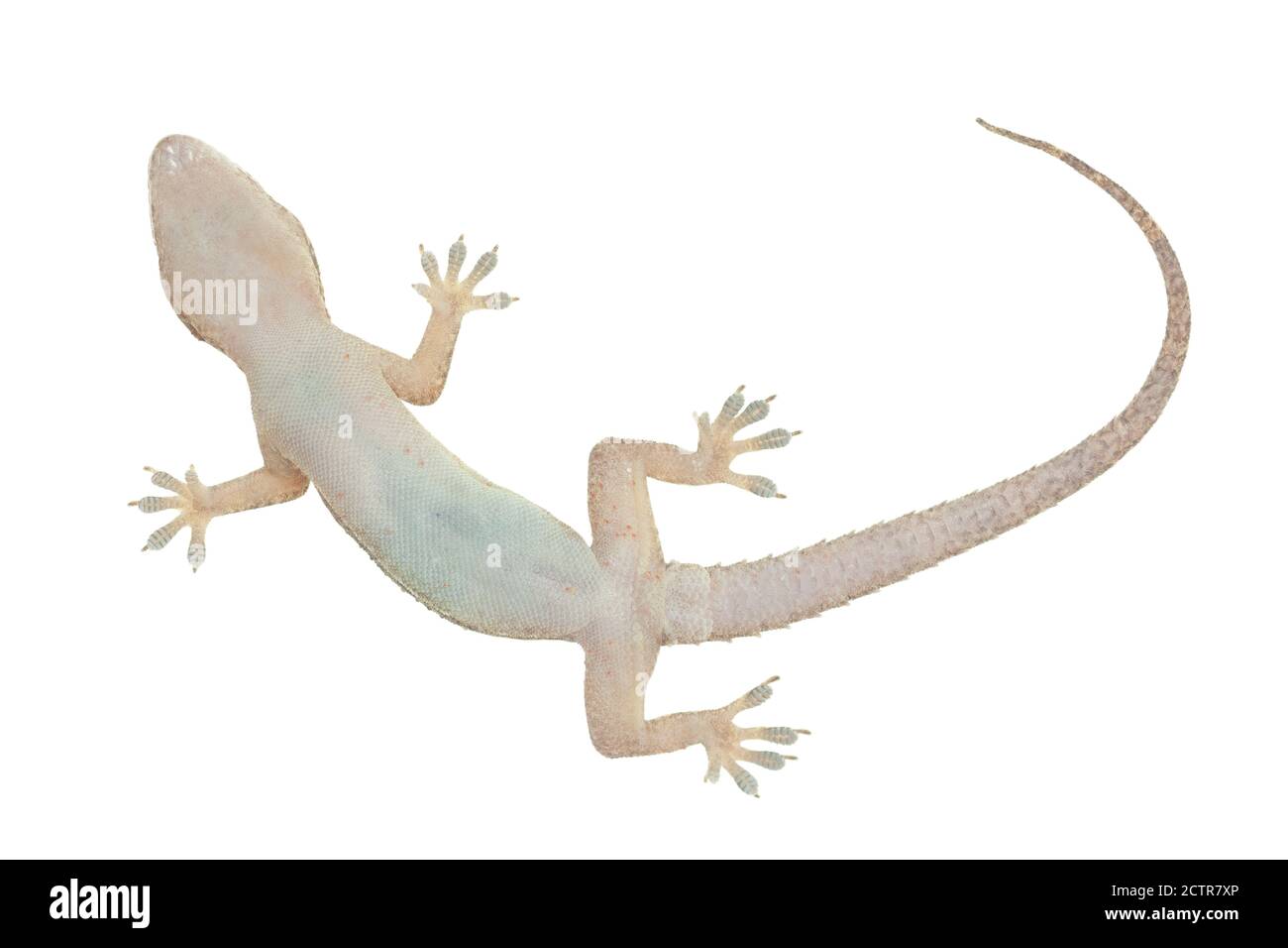 Transparent Lizard