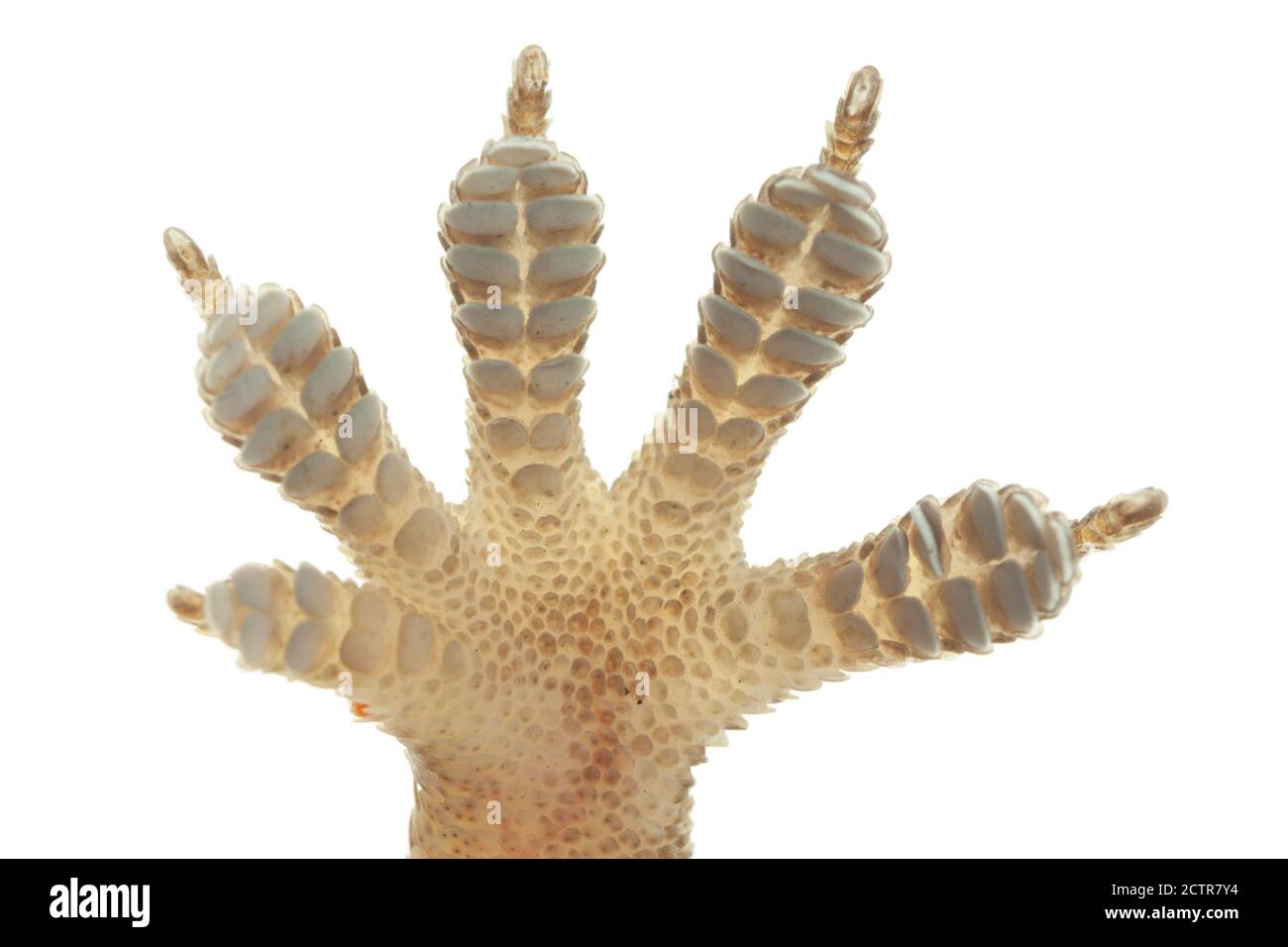 Gecko hands hi-res stock photography and images - Alamy