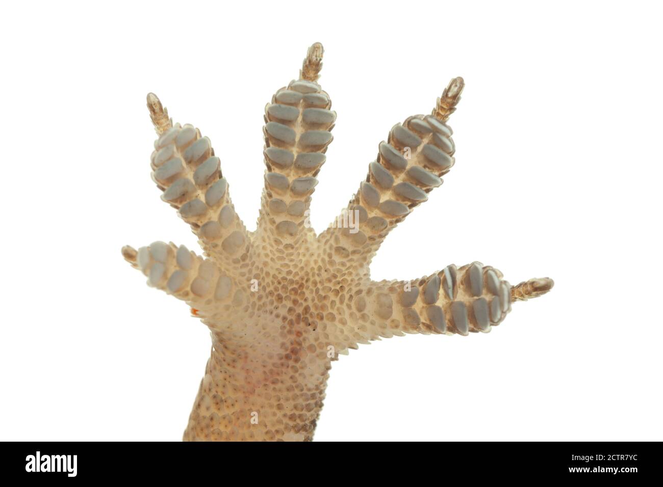 Close up hands from Cut Out Stock Images & Pictures - Alamy